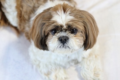 シーズー - inu・zukan 犬図鑑